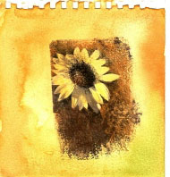 Draw the Flora of the South with The Illustrated Garden | ArtPlantae Today