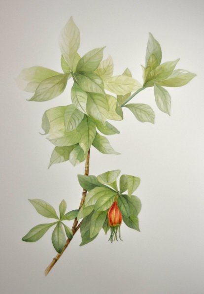 Botanical Art Represented in Exhibition at Virginia’s Charles H. Taylor ...