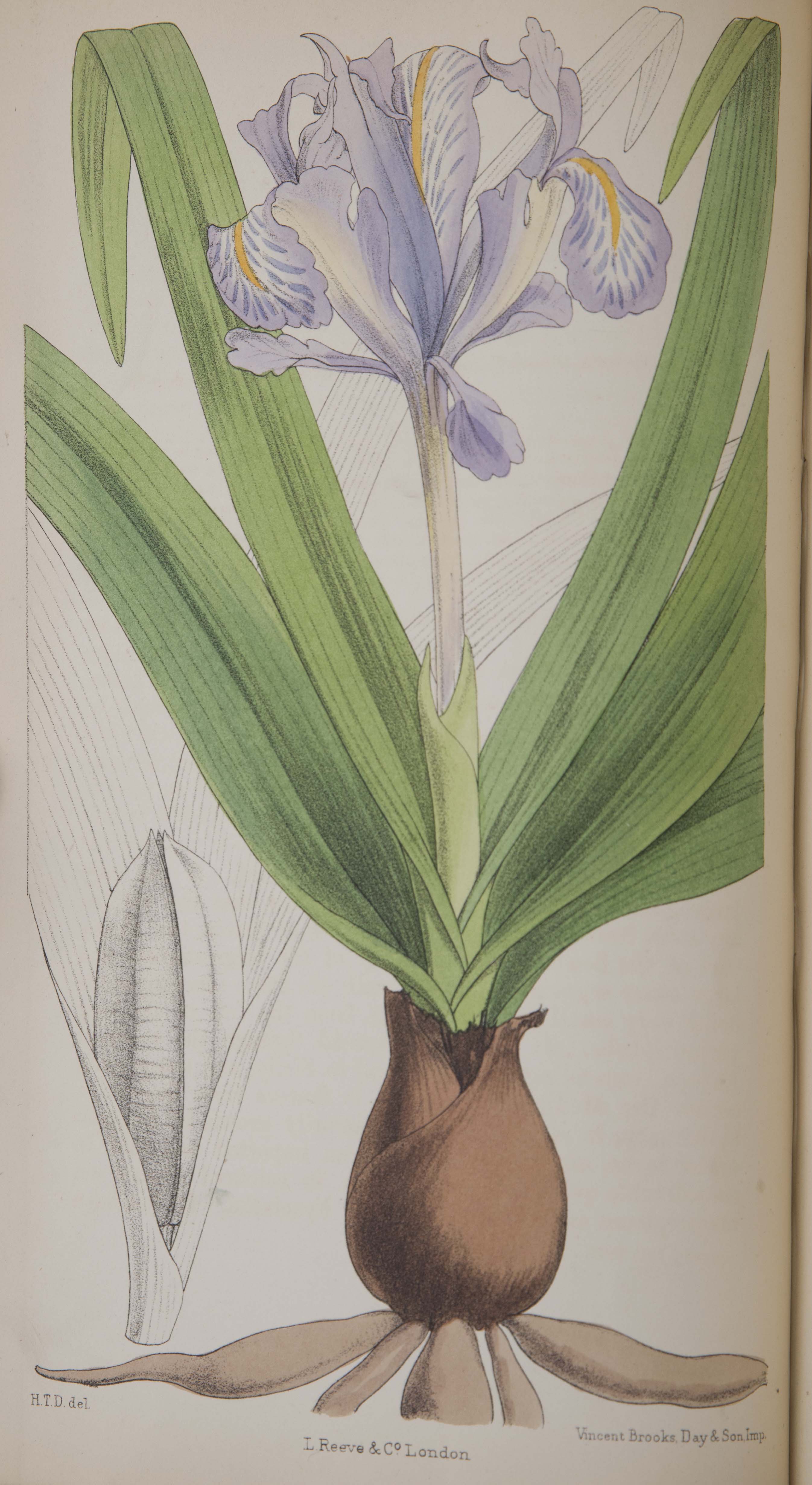 The Rise of Women as Botanical Illustrators | ArtPlantae Today
