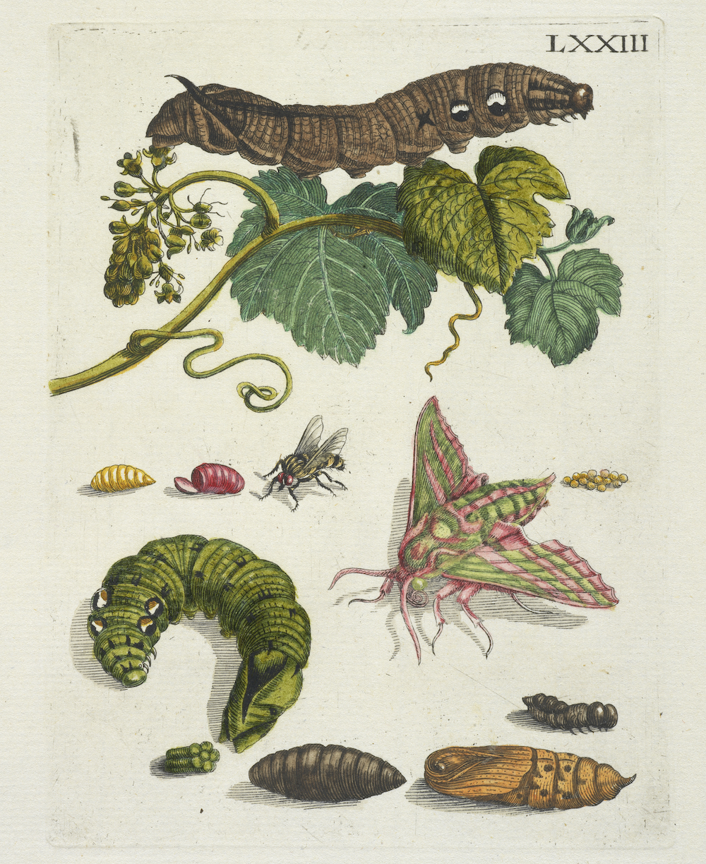 Art, Ecology and Maria Sibylla Merian | ArtPlantae Today