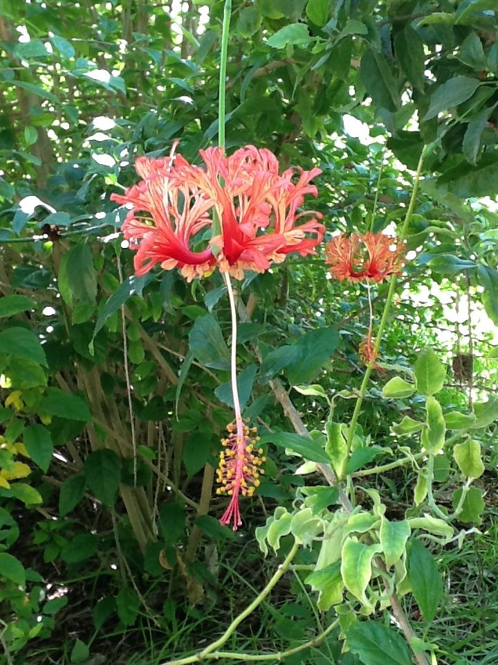 InterpretPlants Program in the News | ArtPlantae Today