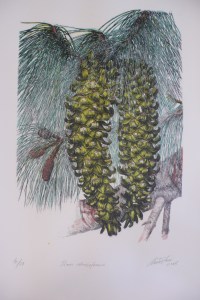 Hungarian illustrator creates lithographs, contributes to Dendrological ...