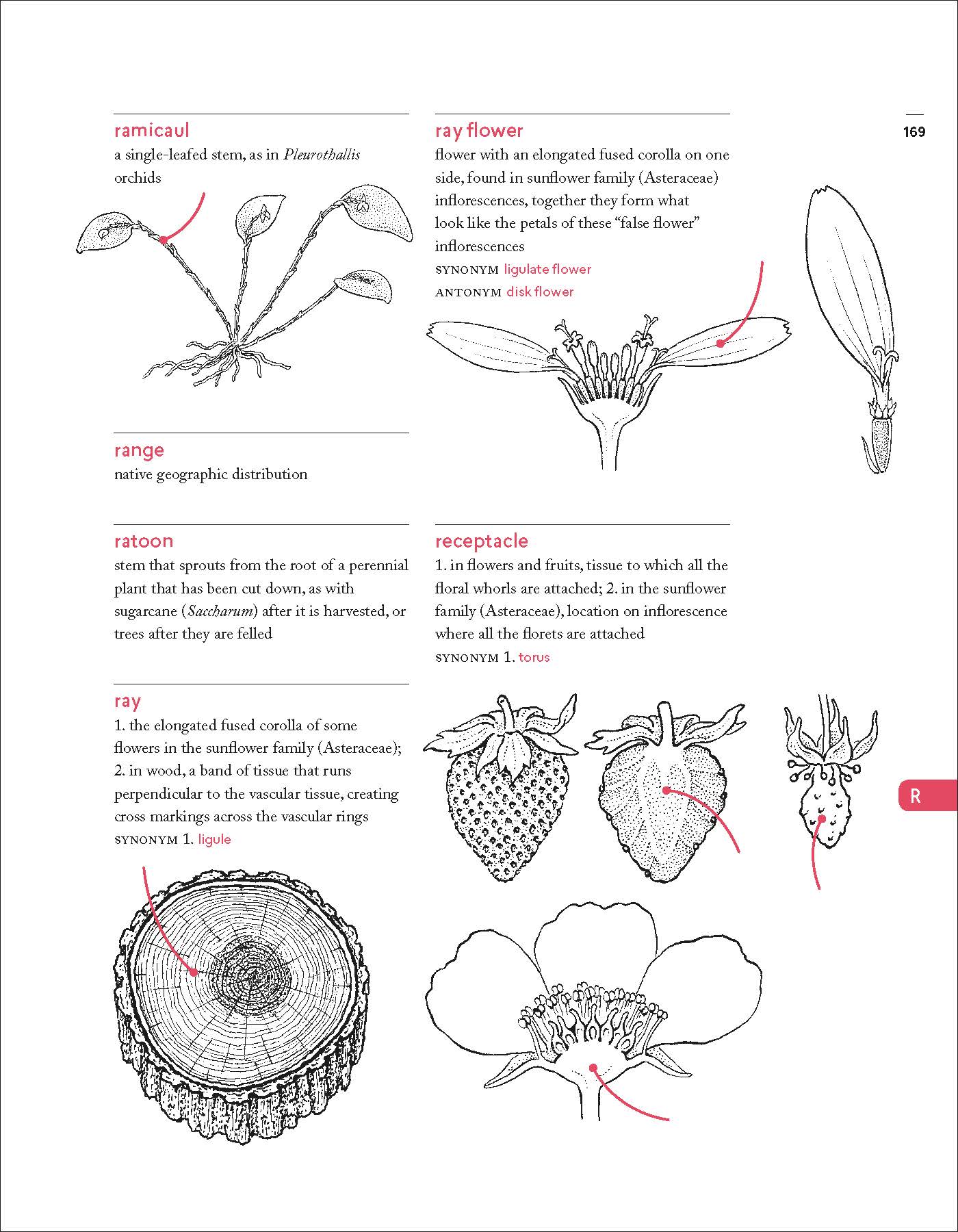 ‘A Botanist’s Vocabulary’ is illustrated introduction to the plant ...