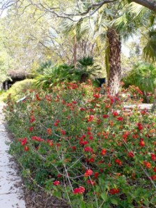 People, Plants and Gardens in the Santa Ana Watershed | ArtPlantae Today